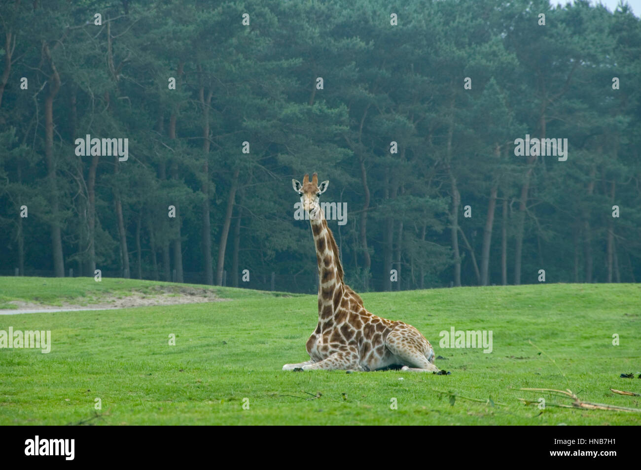 Giraffe bus hi-res stock photography and images - Alamy