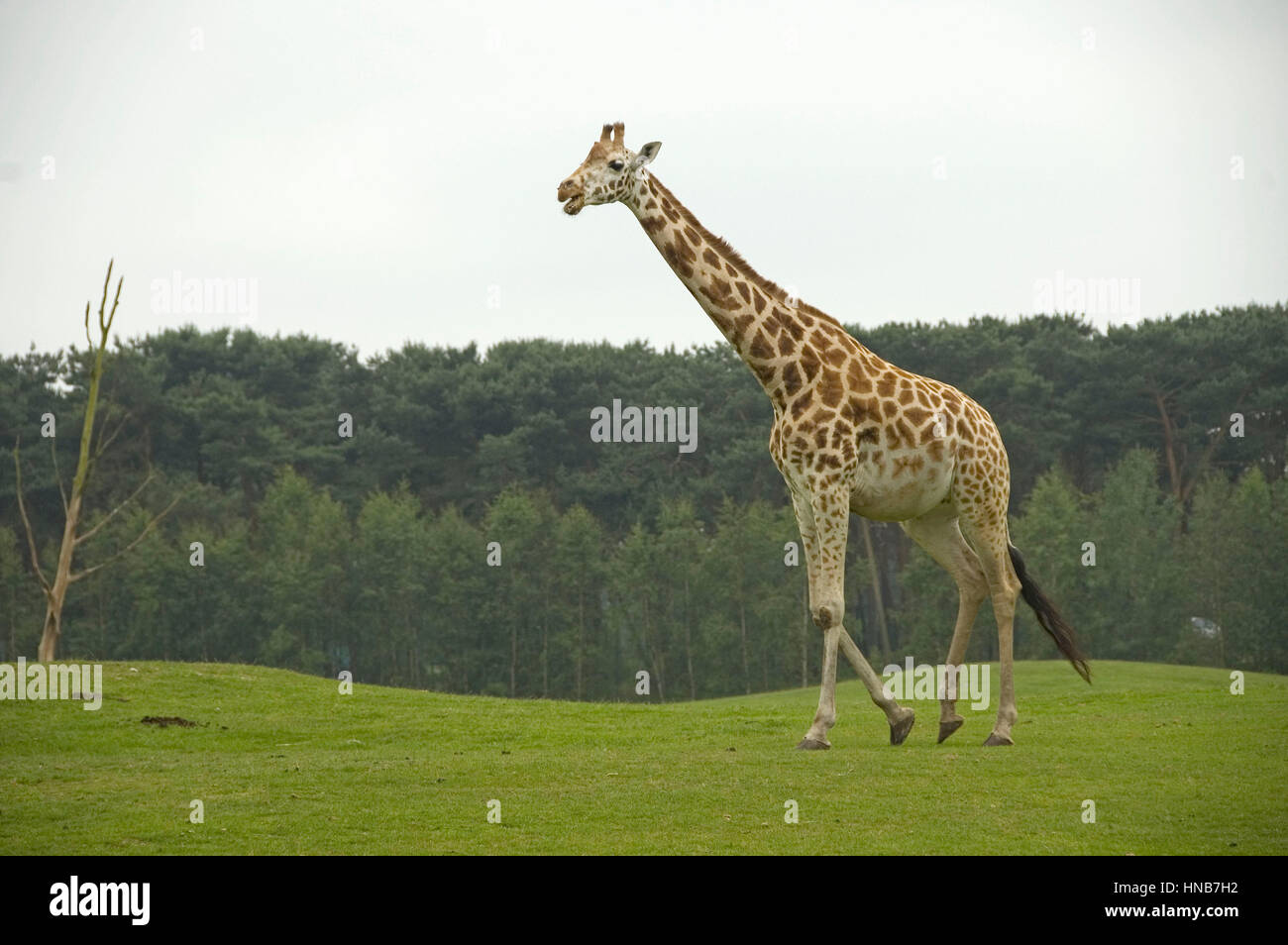 Giraffe bus hi-res stock photography and images - Alamy