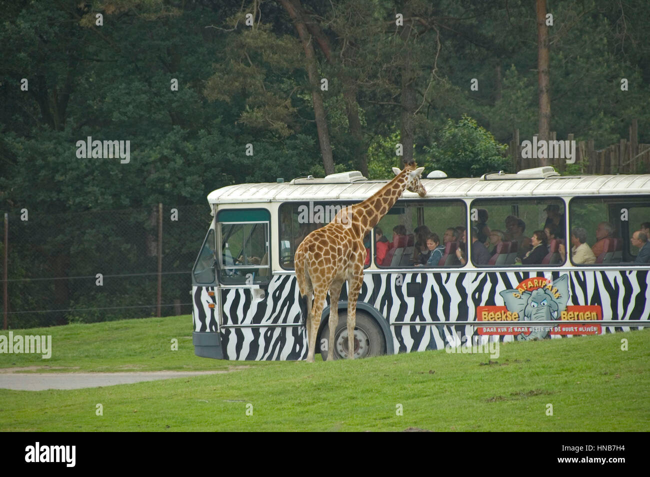 Giraffe in safari parc following a bus Stock Photo - Alamy