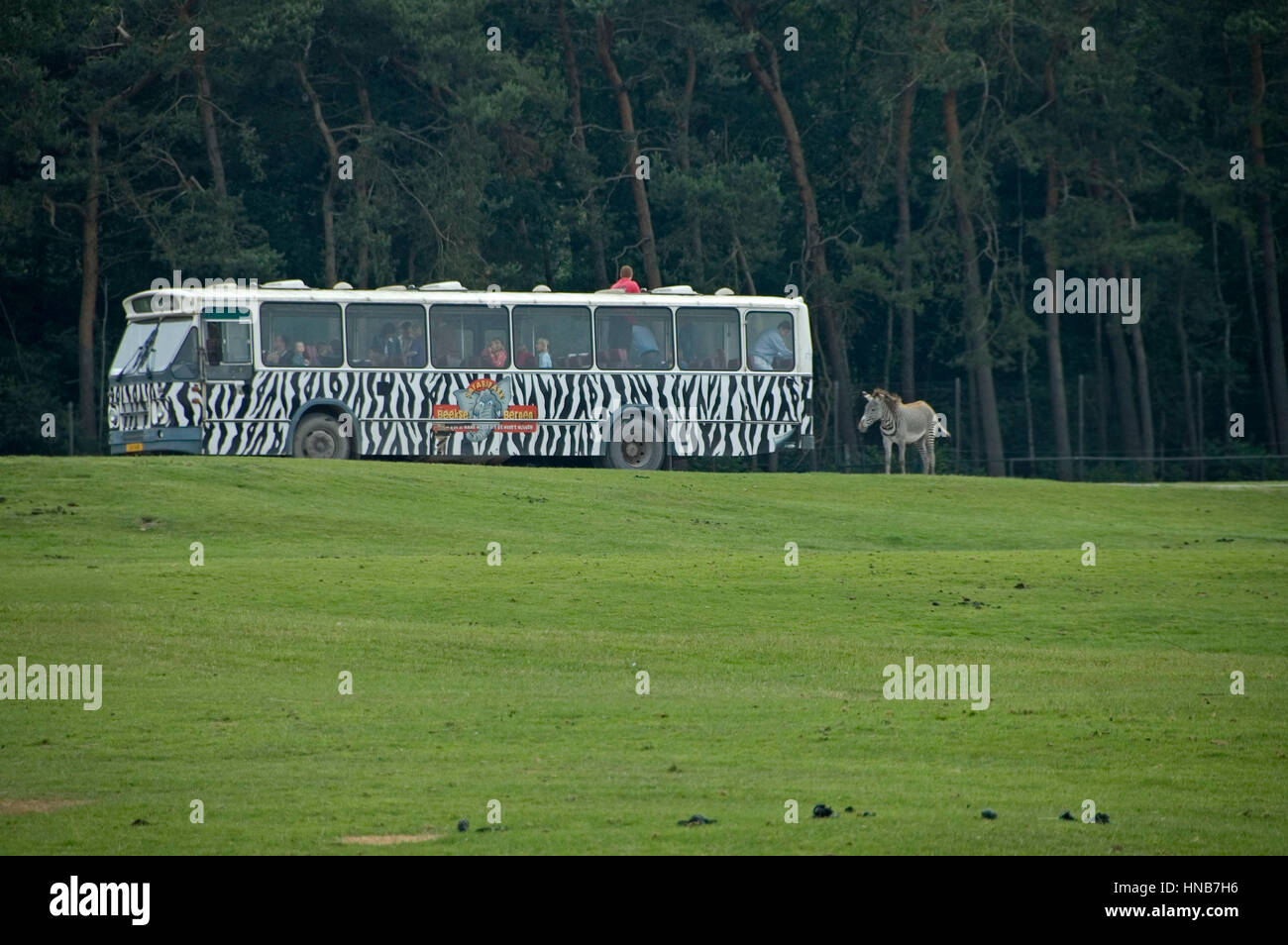 Giraffe in safari parc following a bus Stock Photo - Alamy