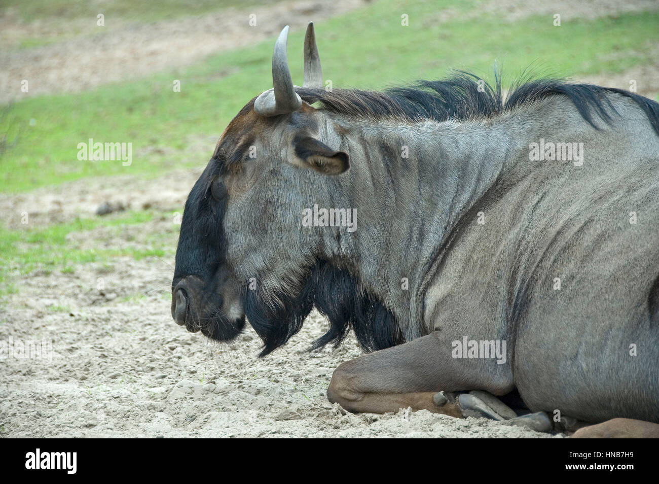 wildebeest a beautiful animal living in the wild in South Africa Stock ...