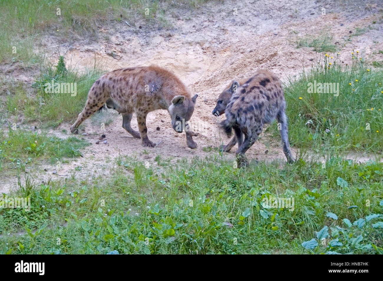 Hyena Fights Pitbull
