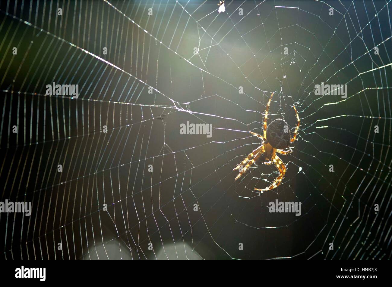 Real spooky spider web insect hi-res stock photography and images - Alamy