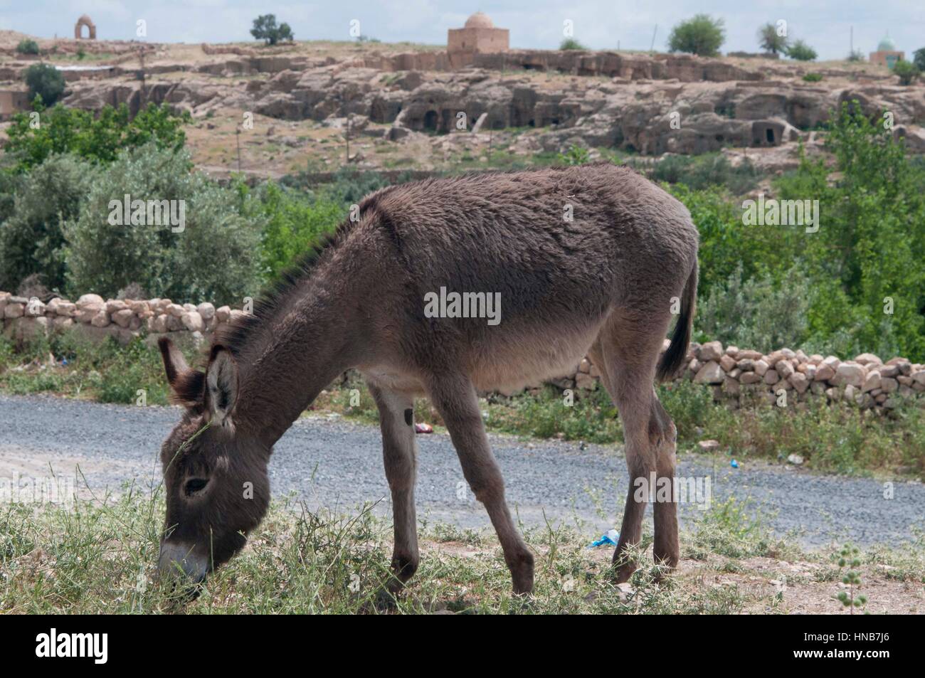 grazing donkey near the road in Mardin Turkey Stock Photo - Alamy