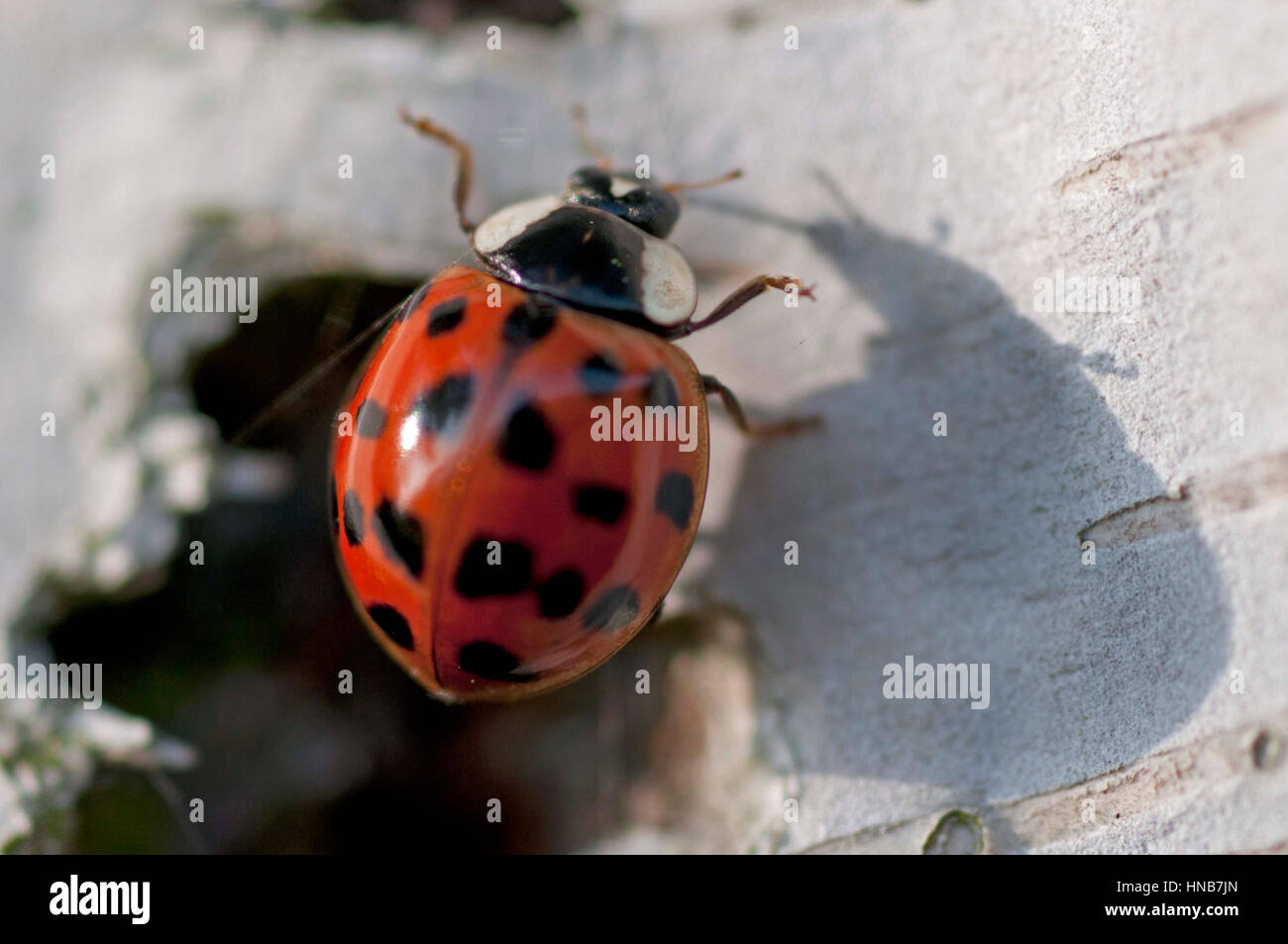 Lady bugs hi-res stock photography and images - Alamy