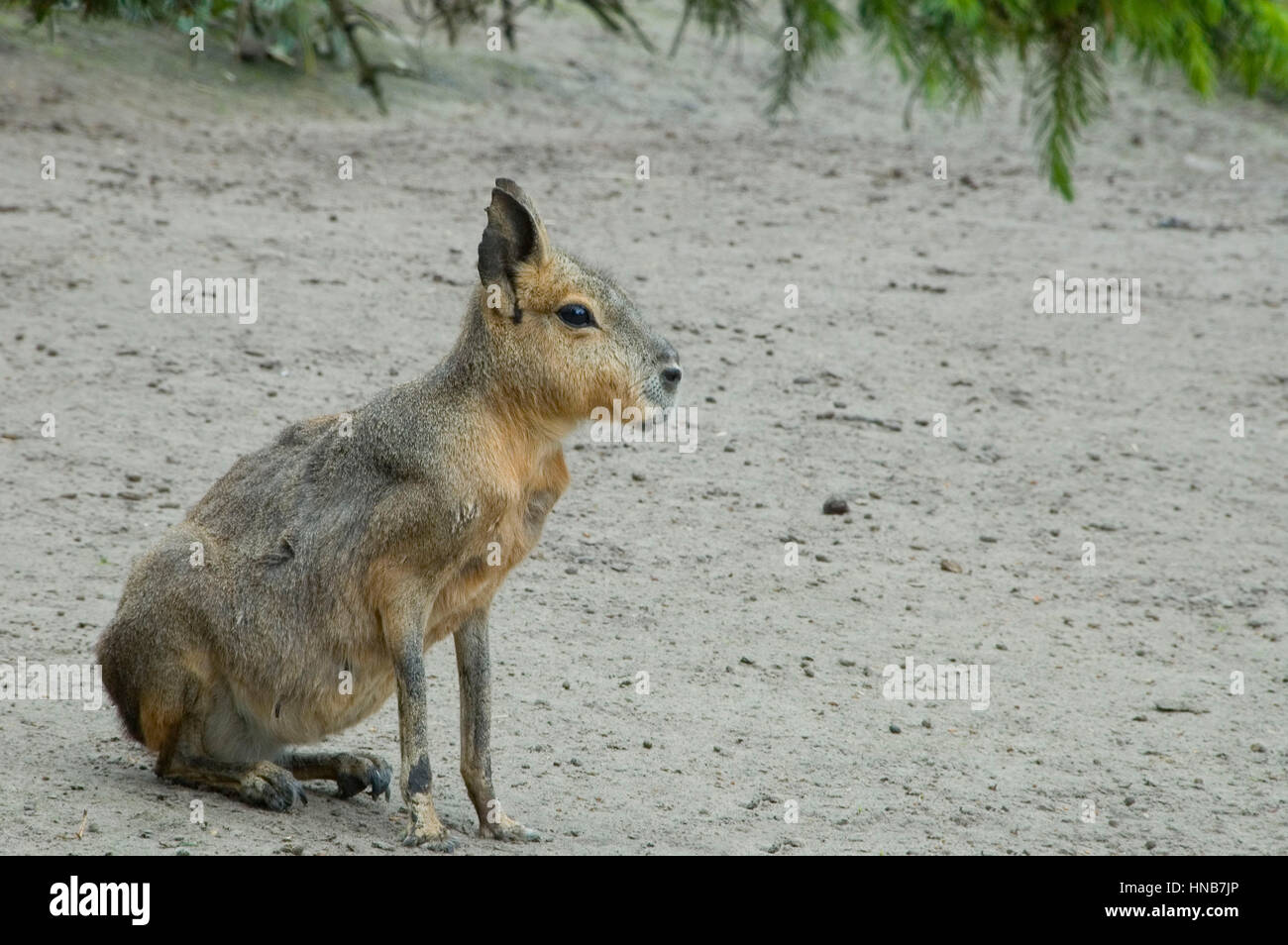 Maras animal hi-res stock photography and images - Alamy