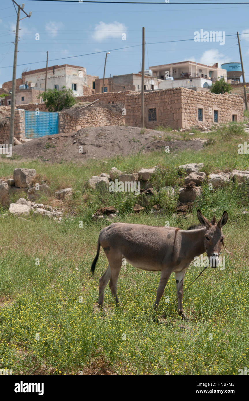 Donkey front face hi-res stock photography and images - Alamy