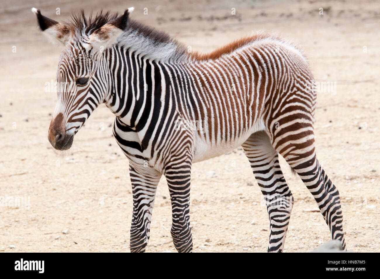 zebra young walking around in the zoo Stock Photo - Alamy
