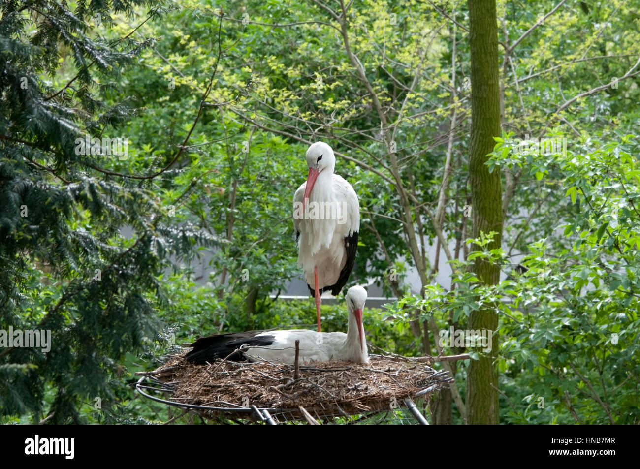 a stork in nest in nature forest Stock Photo - Alamy