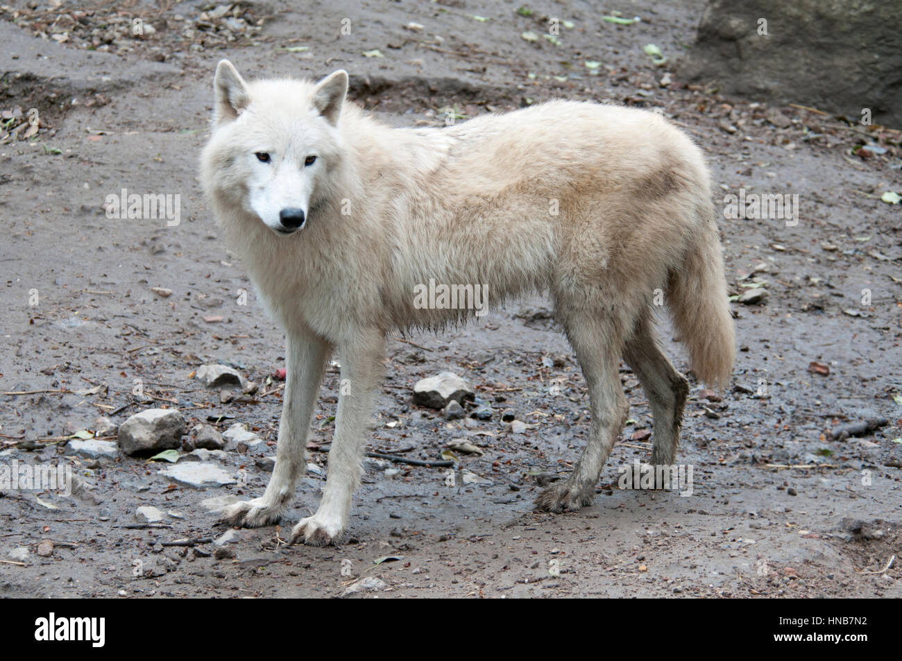 Wolf nature netherlands hi-res stock photography and images - Alamy
