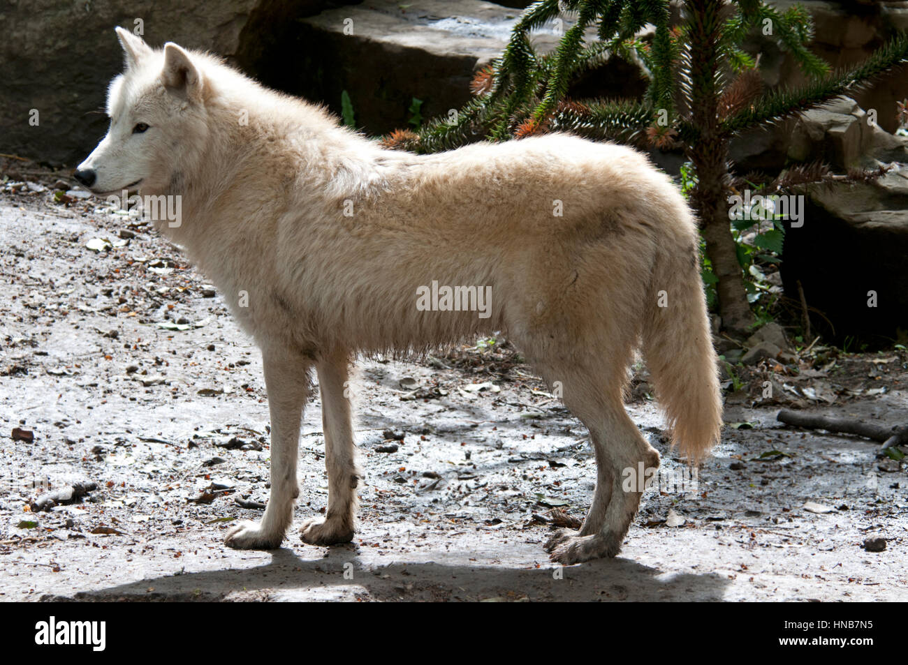 white wolf at the zoo the Netherlands Stock Photo - Alamy