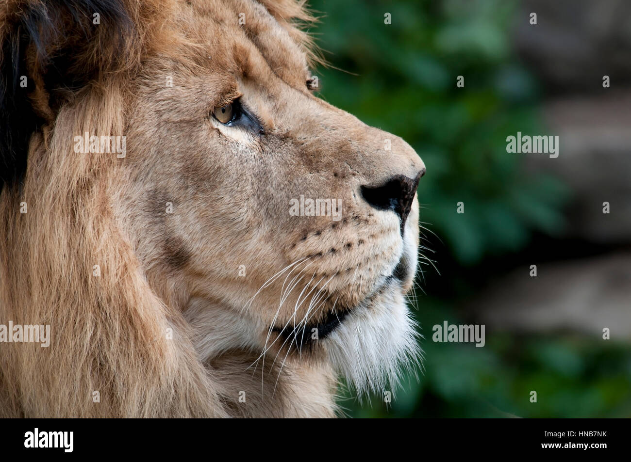 Beautiful lion in a animal zoo the Netherlands Stock Photo - Alamy
