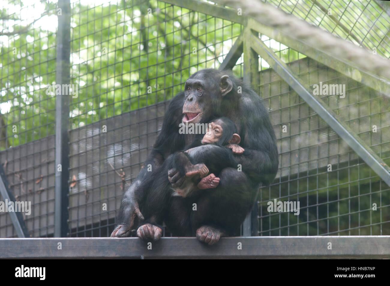 Young chimp in the arms of the mother chimpansee Stock Photo - Alamy