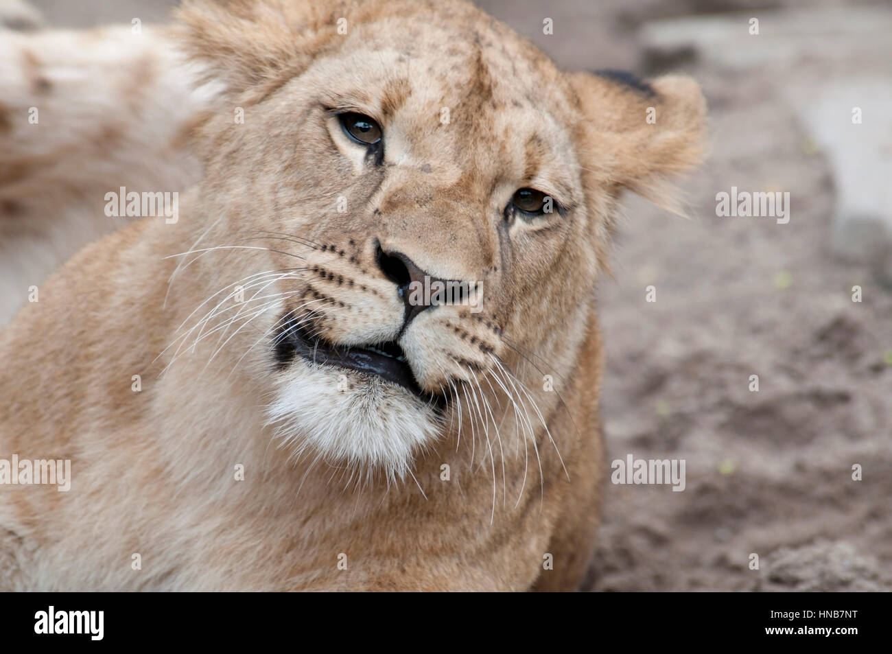 Beautiful lion in a animal zoo the Netherlands Stock Photo - Alamy