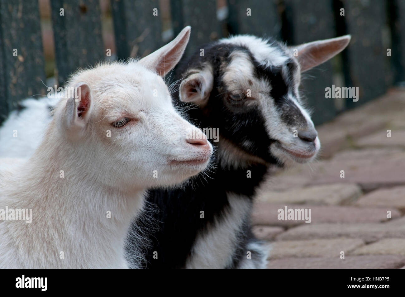 Little goats hi-res stock photography and images - Alamy
