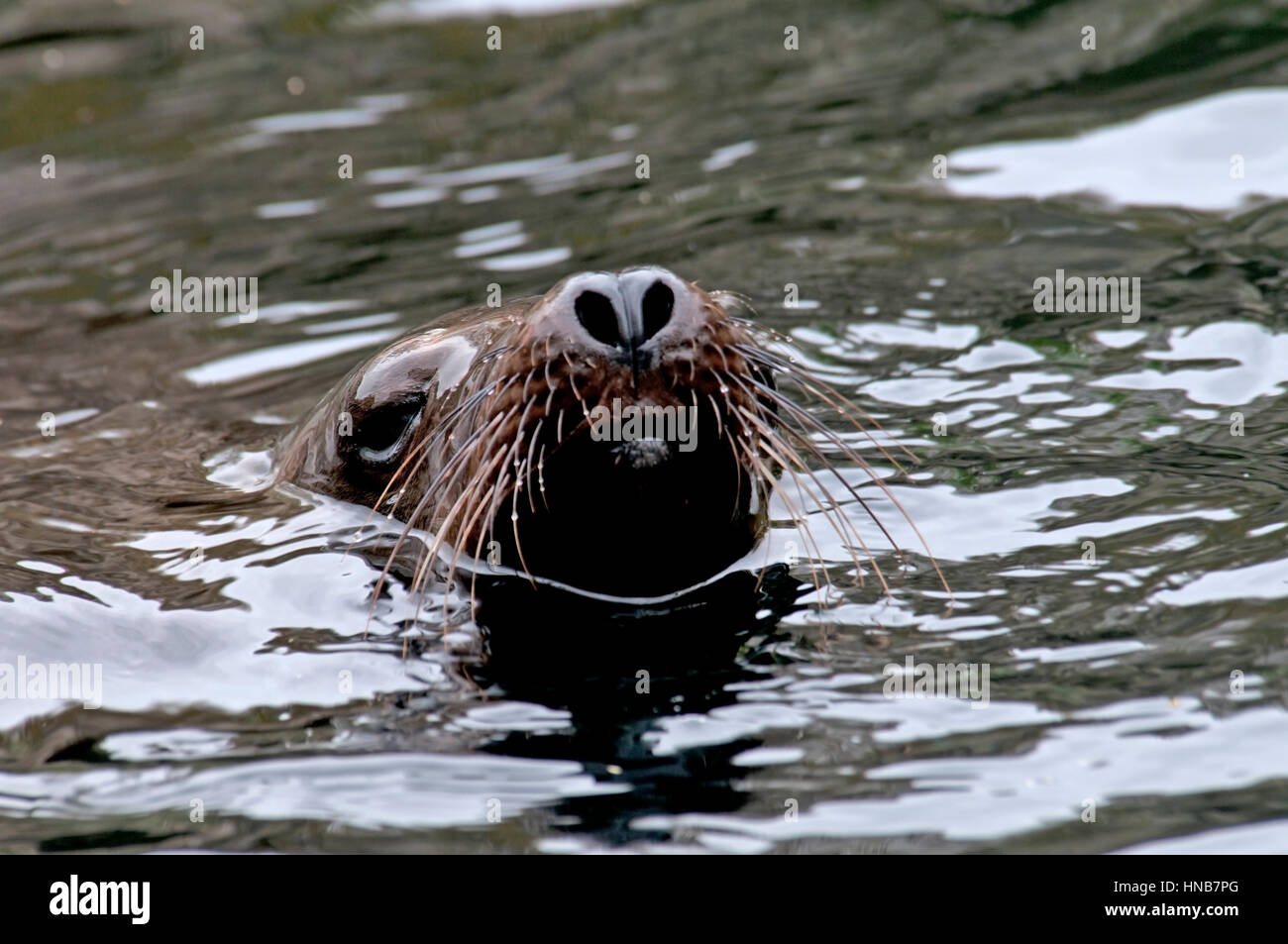 Seal head above water hi-res stock photography and images - Alamy