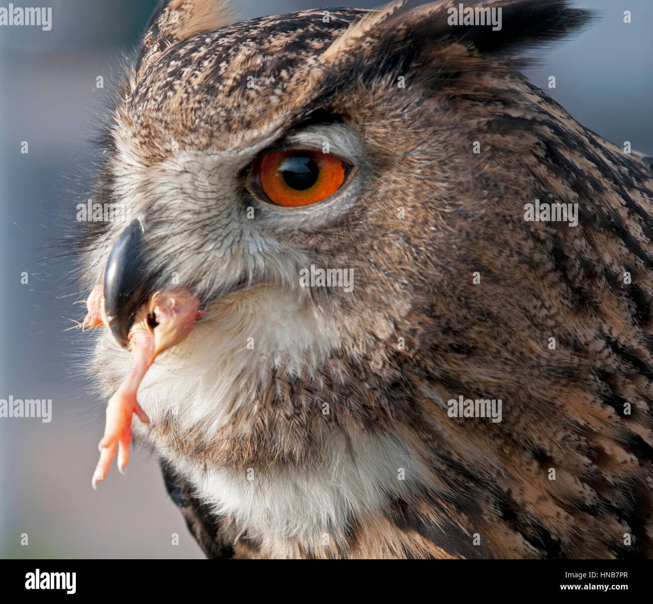 Snowy owl eating hi-res stock photography and images - Alamy