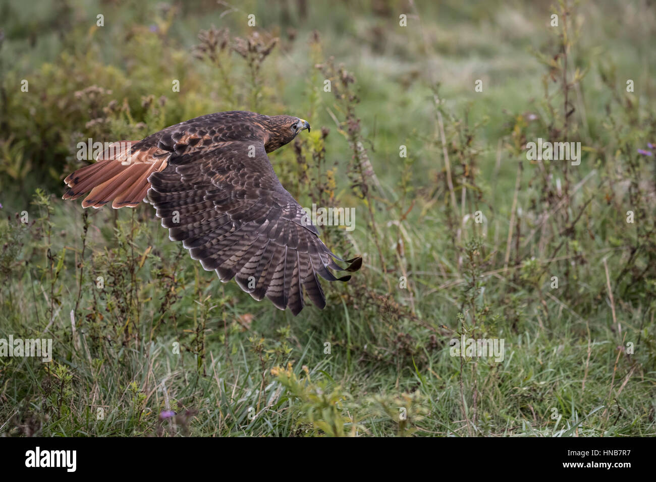 Red Tailed hawk in flight Stock Photo - Alamy