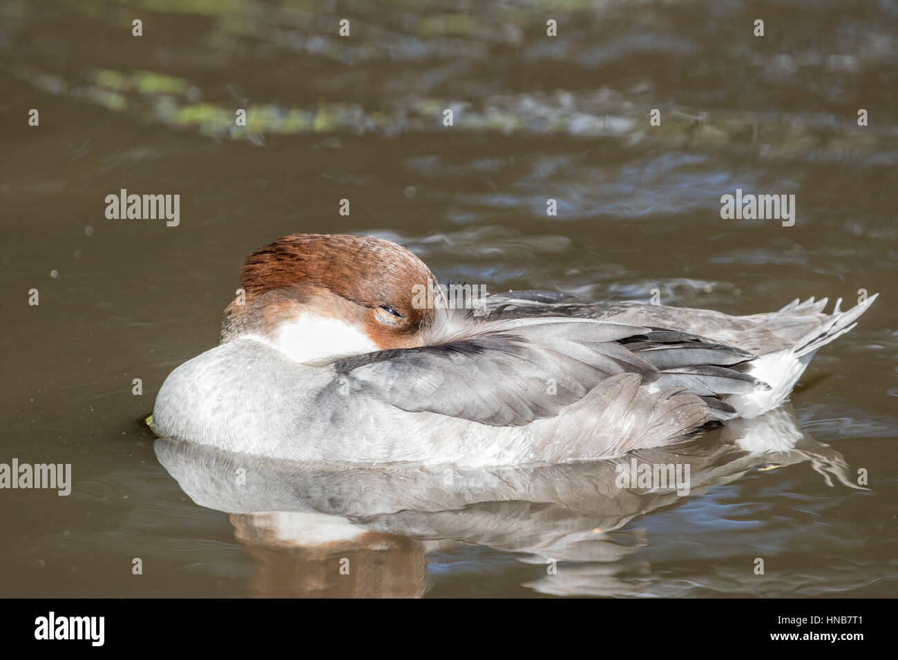 Female smew duck (Mergellus albellus) with its head tucked under its ...