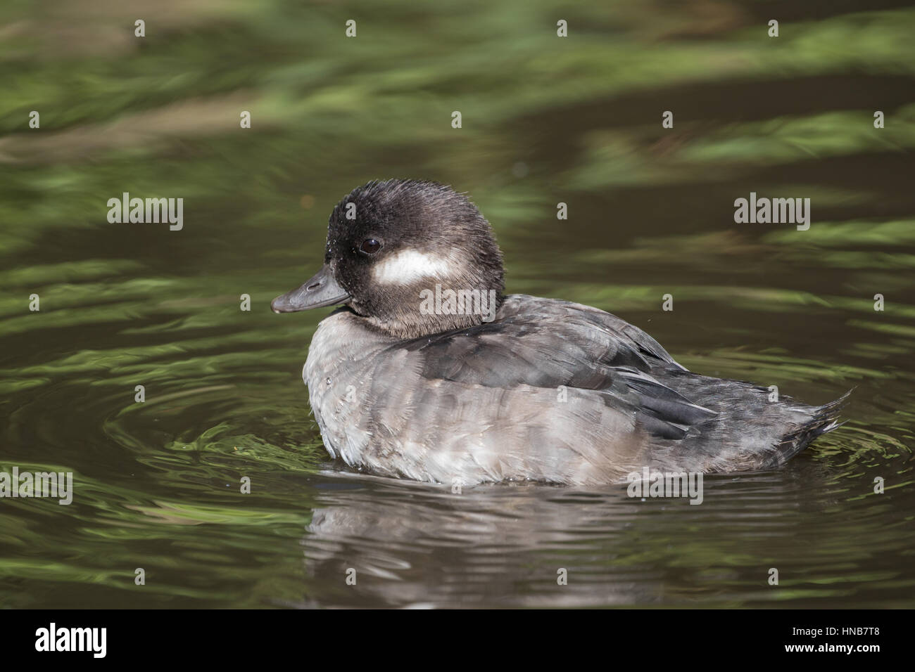 Bufflehead Hen