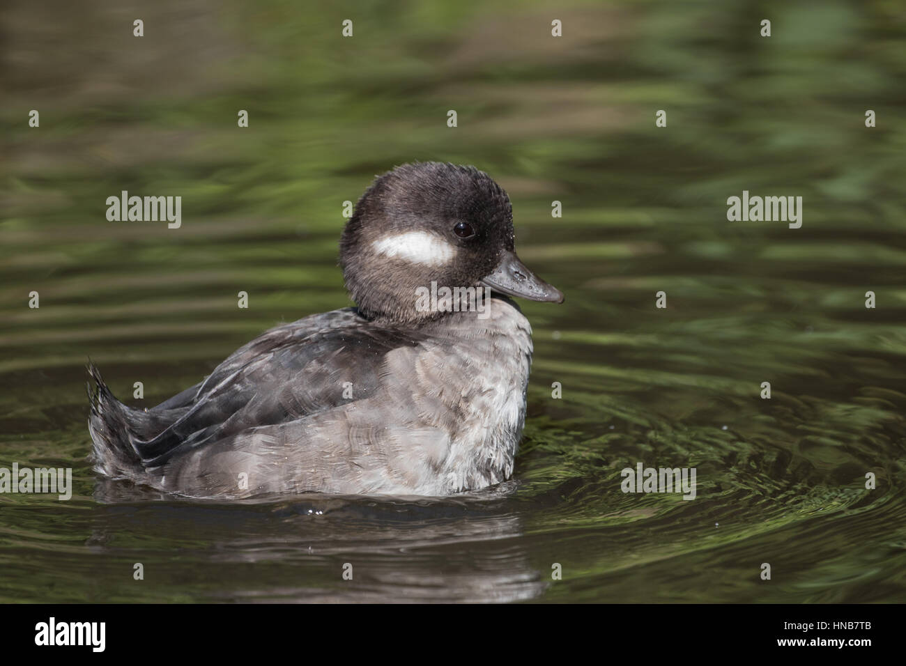 Hen Bufflehead