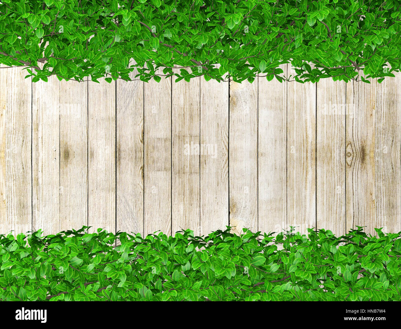 White wooden board background with green plant leaves. Wooden fence ...