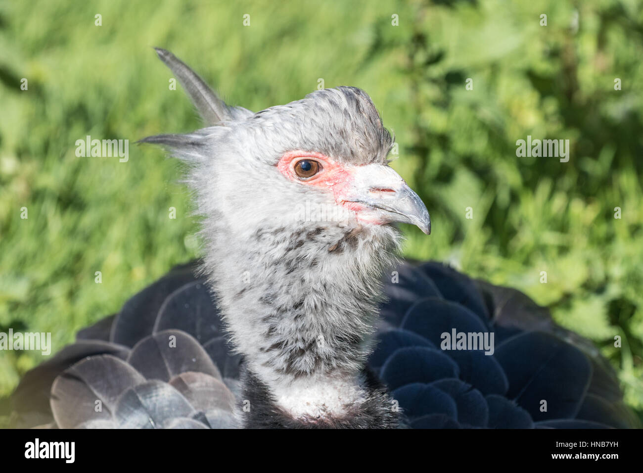 Southern screamer (Chauna torquata), also known as the crested screamer ...