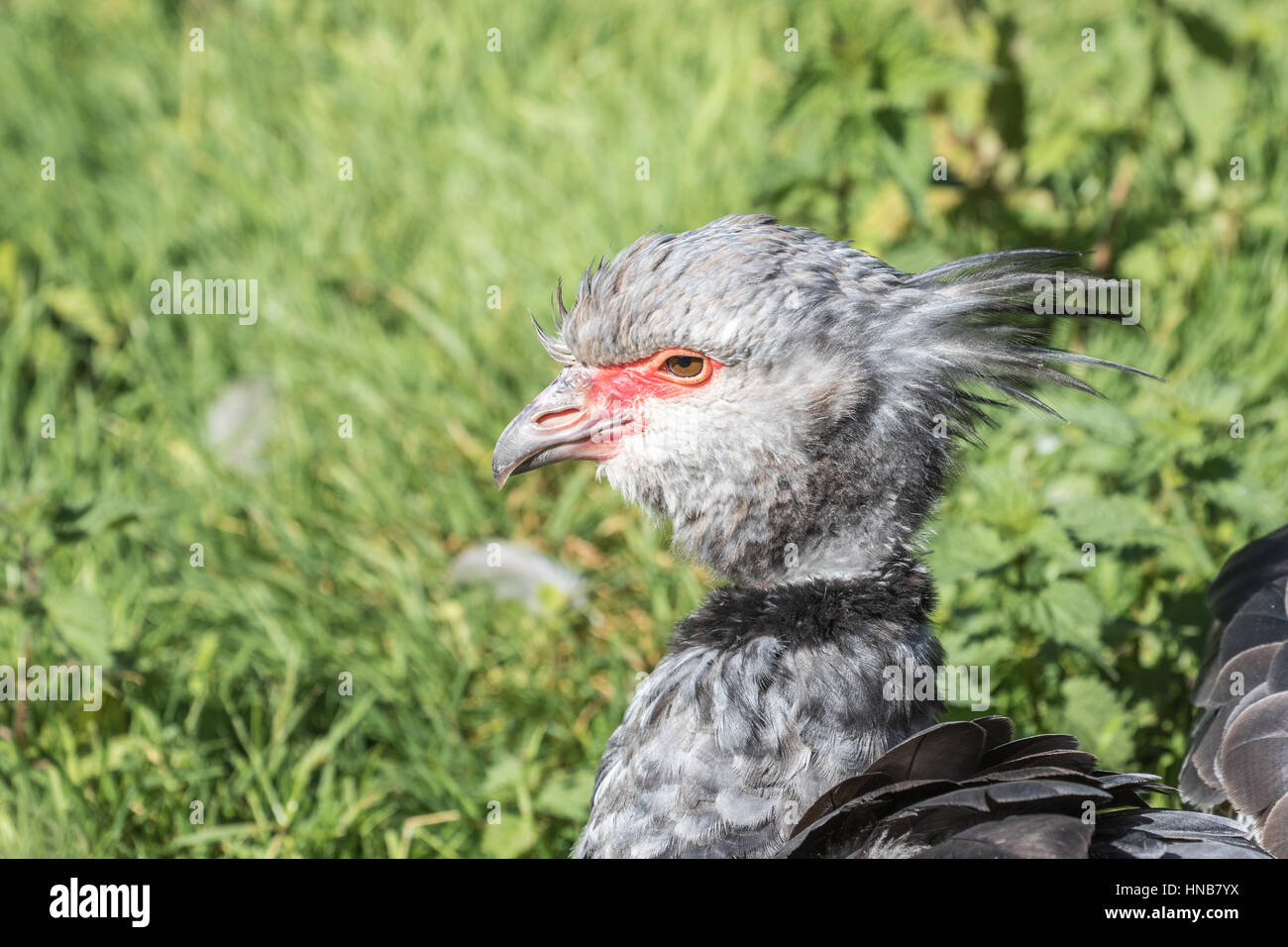 Southern screamer (Chauna torquata), also known as the crested screamer ...