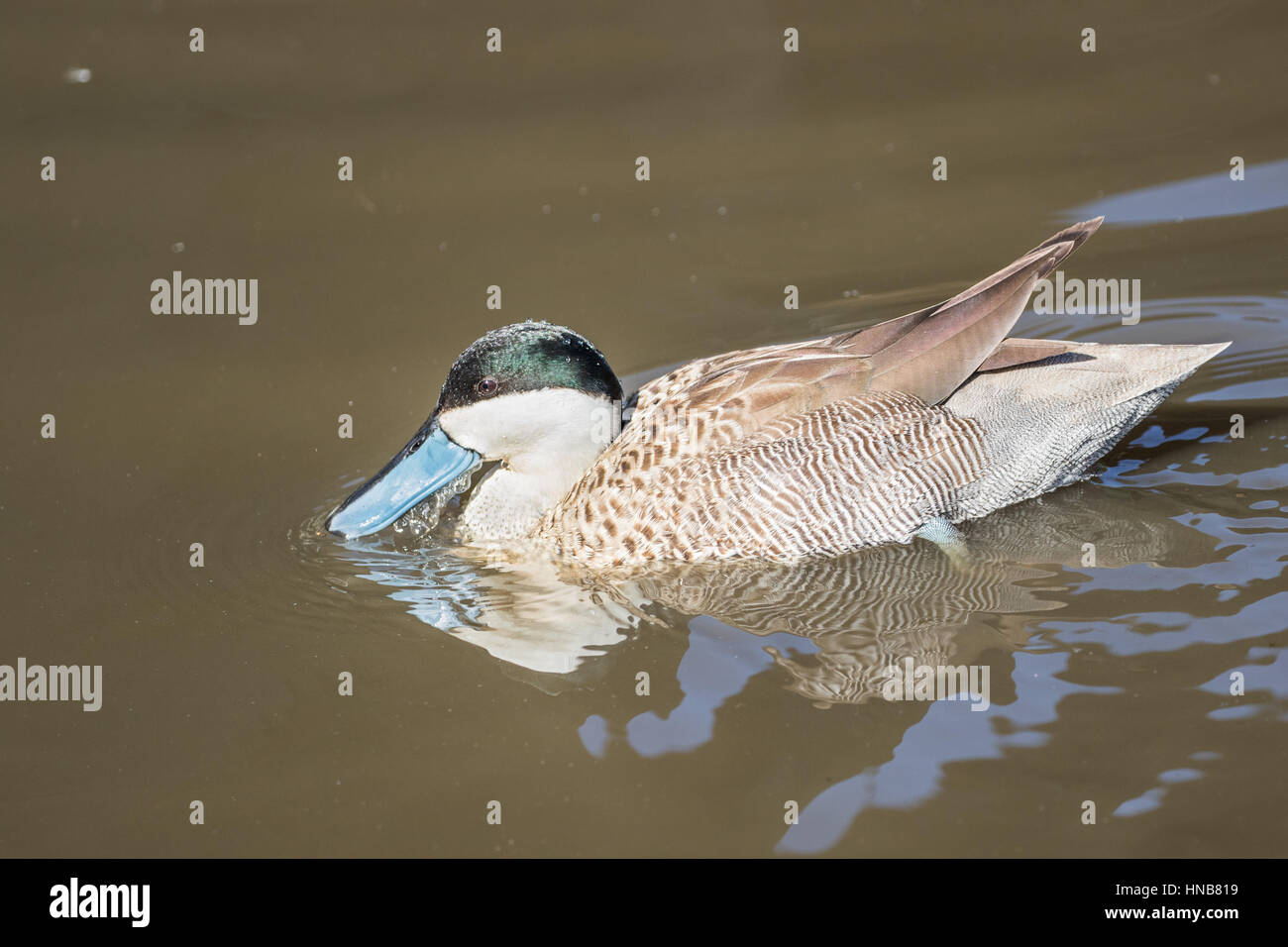 Puna teal anas puna hi-res stock photography and images - Alamy