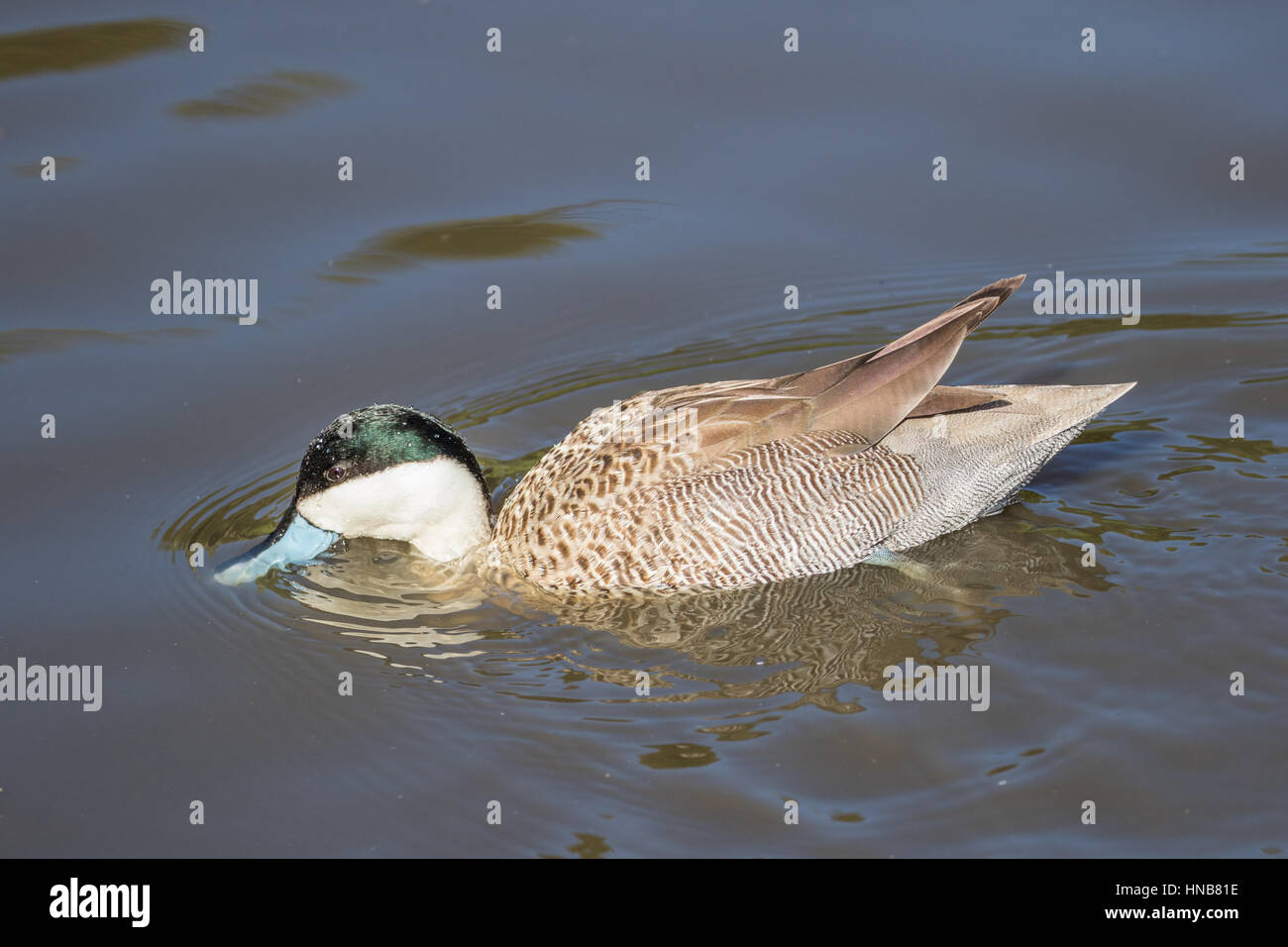 Puna teal anas puna hi-res stock photography and images - Alamy