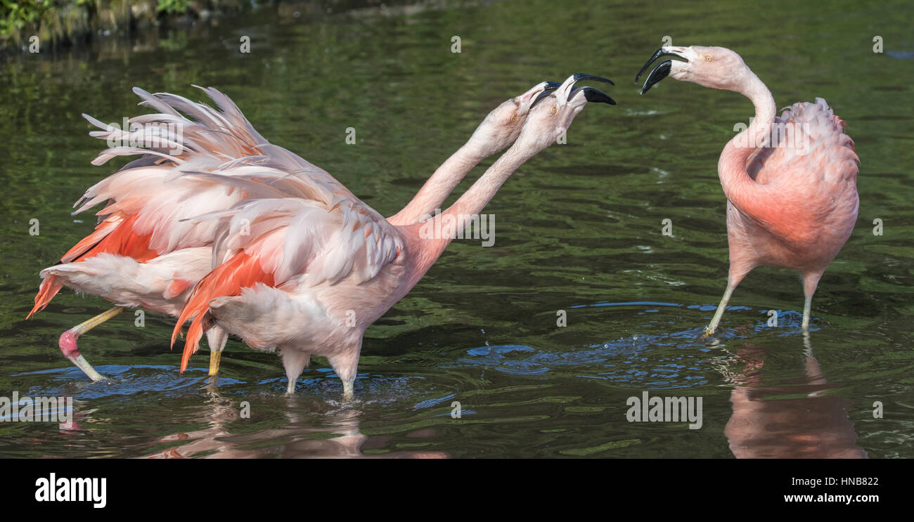 Flamingos endangered species hi-res stock photography and images - Alamy