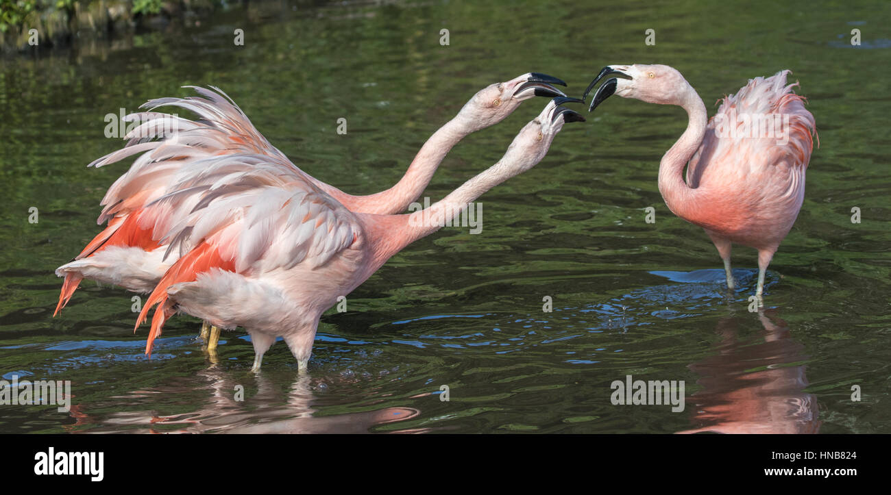 Flamingos endangered species hi-res stock photography and images - Alamy