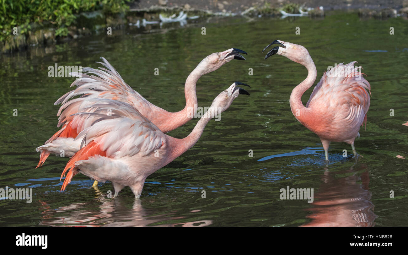 Flamingos endangered species hi-res stock photography and images - Alamy
