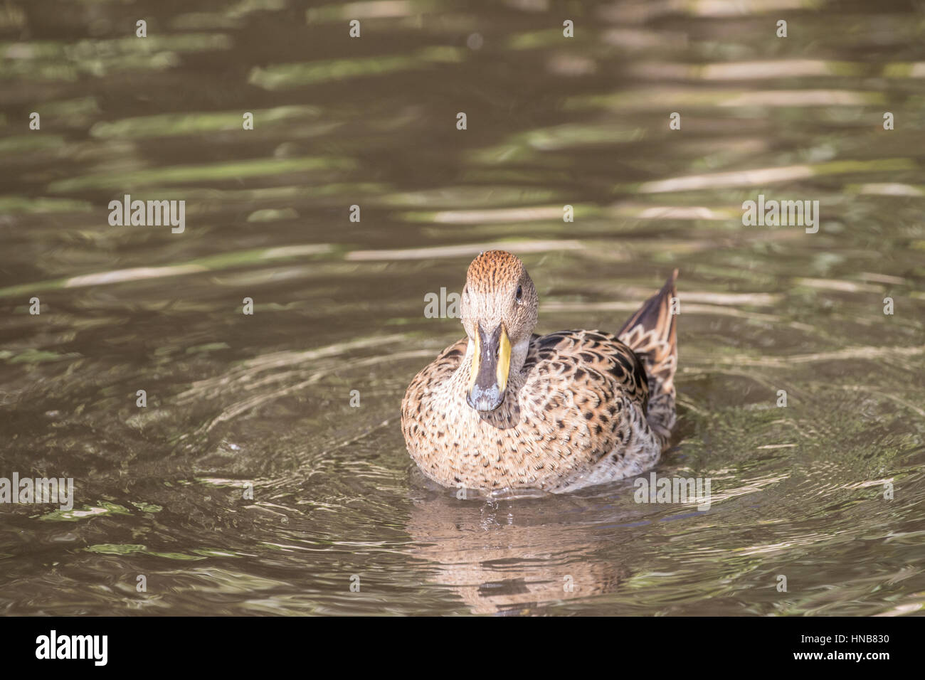 The yellow-billed pintail (Anas georgica) swimming in a lake Stock ...