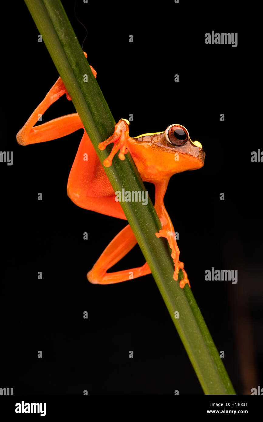 Leaf or tree frog, Dendropsophus leucophyllatus. Treefrog with vibrant ...