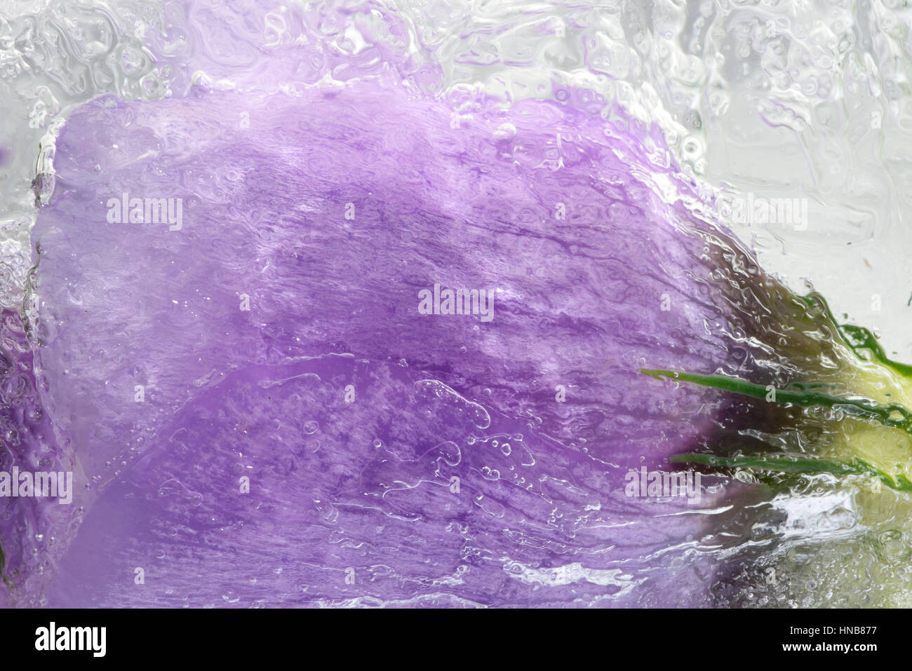 Beautiful flower frozen in ice at winter season Stock Photo - Alamy