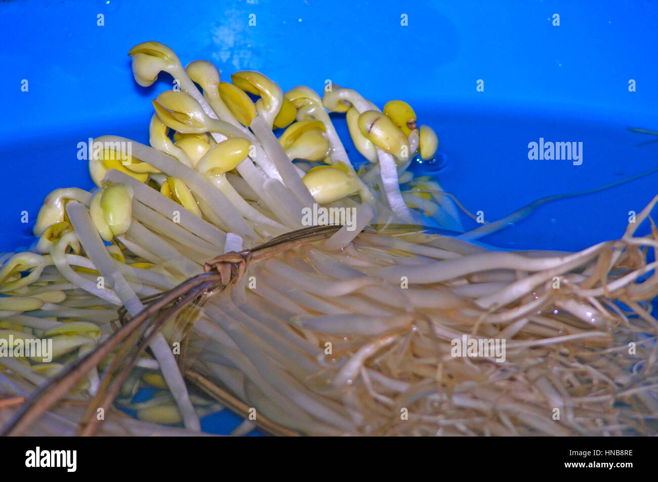 Fresh tauge in a blue plastic container Stock Photo - Alamy