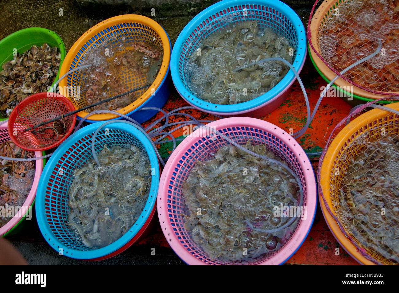 shrimp in blue pink and orange plastic containers Stock Photo - Alamy