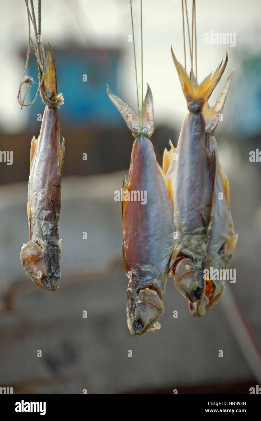 drying fish at traditional village Tai O near Hongkong Stock Photo - Alamy