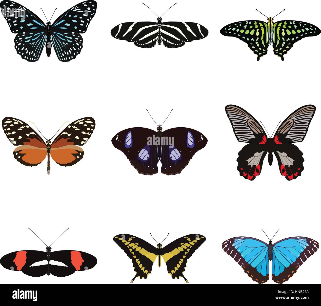 Heliconius hecale butterflies Stock Vector Images - Alamy