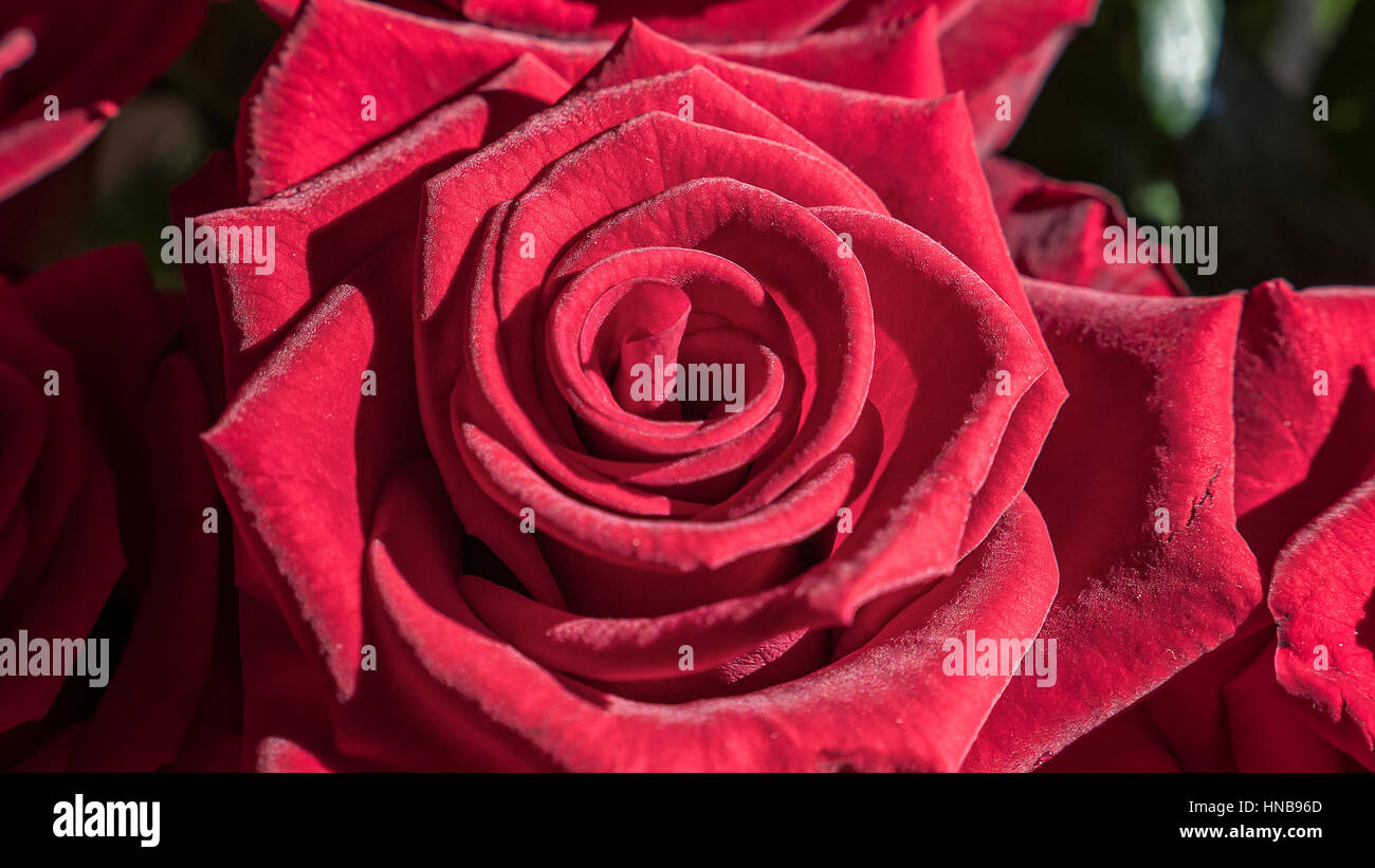 Bud of beautiful and fragrant red rose Stock Photo - Alamy