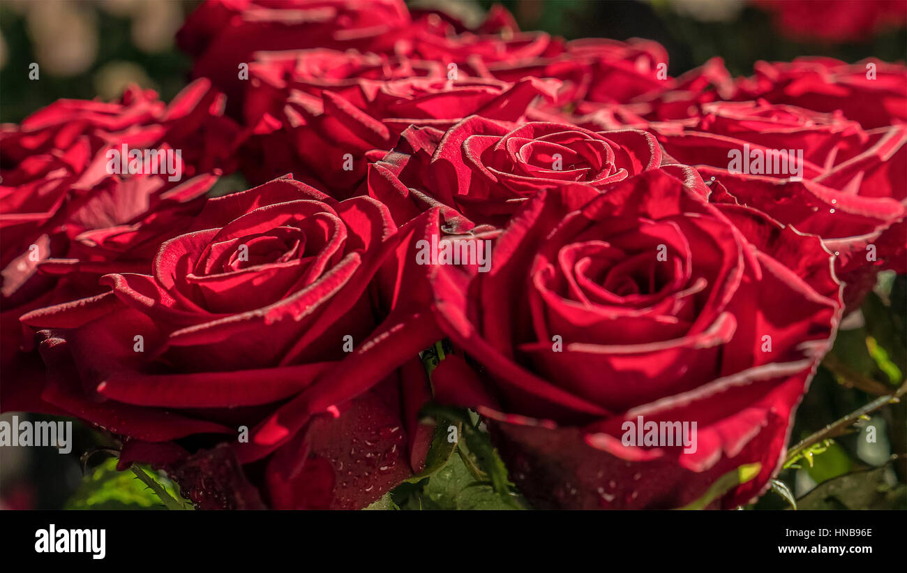 Beautiful fresh red roses hi-res stock photography and images - Alamy