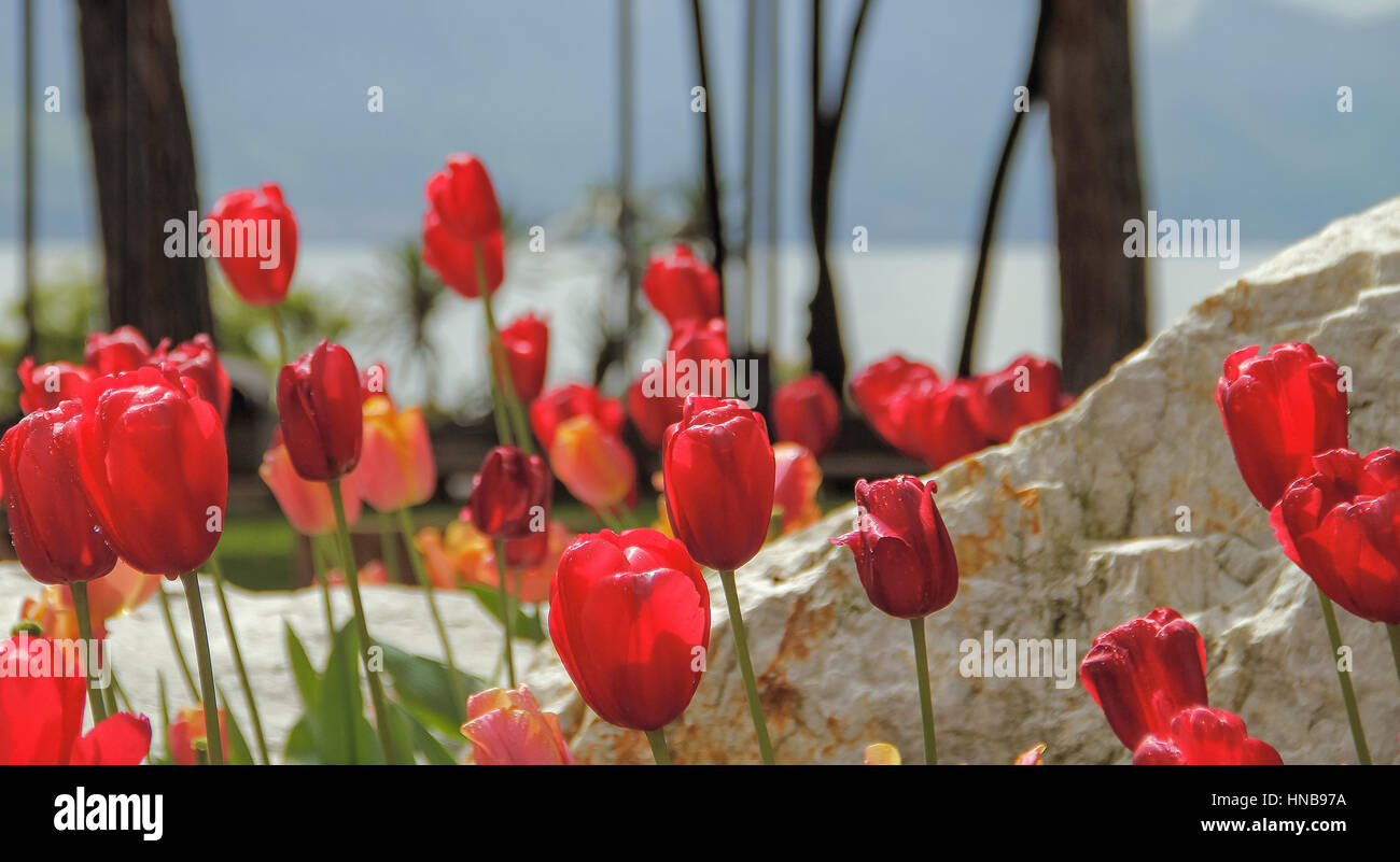 Red tulips and stone near the lake Stock Photo - Alamy