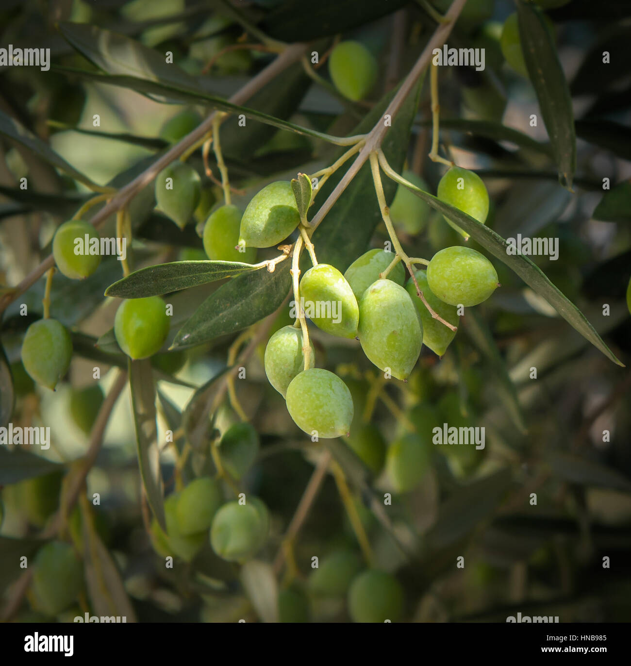 olive tree branch Stock Photo - Alamy
