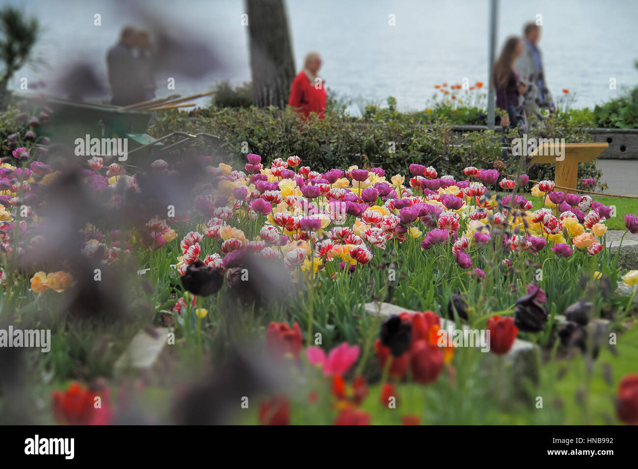 Beautiful red flowers near lake hi-res stock photography and images - Alamy