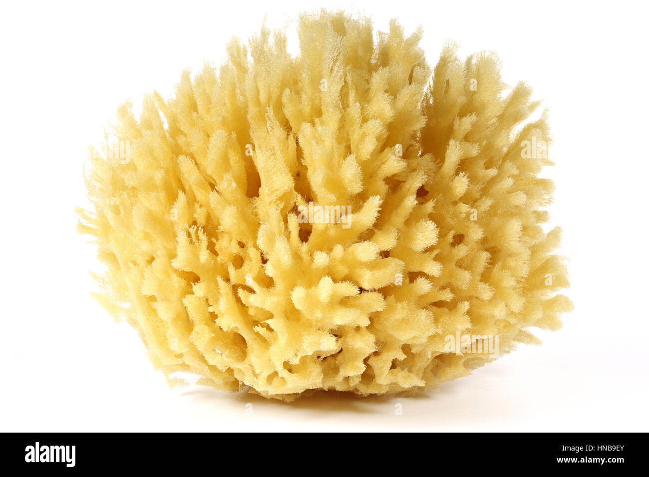 natural sponge isolated on white background Stock Photo - Alamy