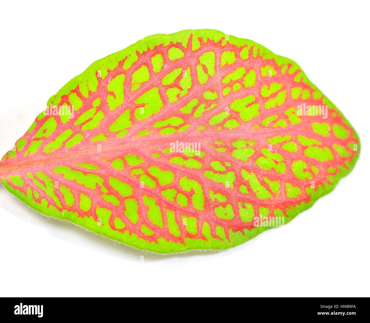 Fittonia leaf, close up isolated on a white background Stock Photo - Alamy