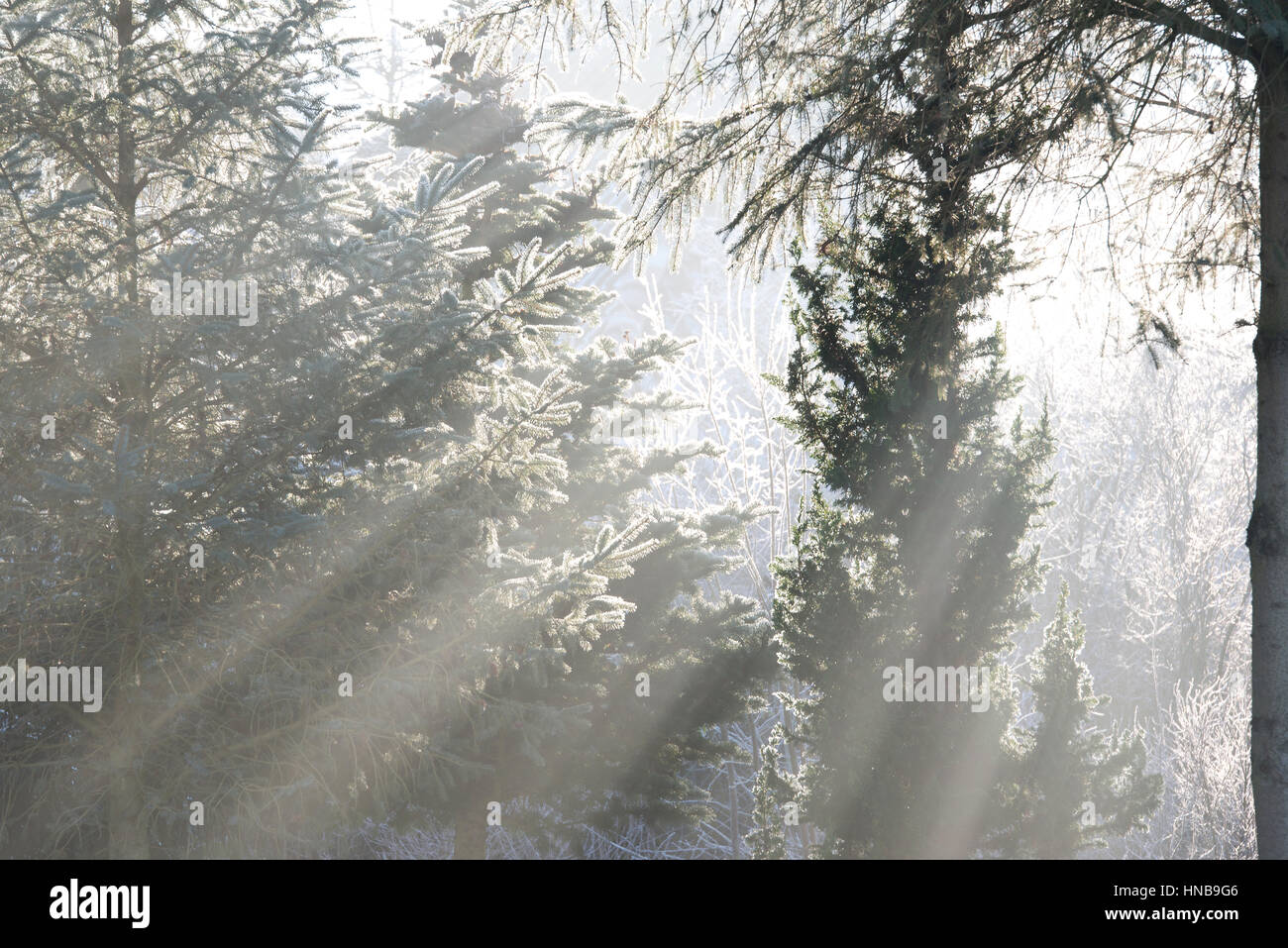 sunray trough forest in a beautiful winter season Stock Photo - Alamy