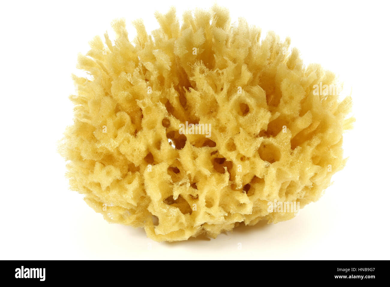 natural sponge isolated on white background Stock Photo - Alamy