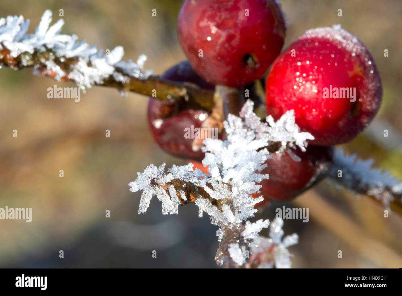 red berries with snow on a twig from a shrub Stock Photo - Alamy